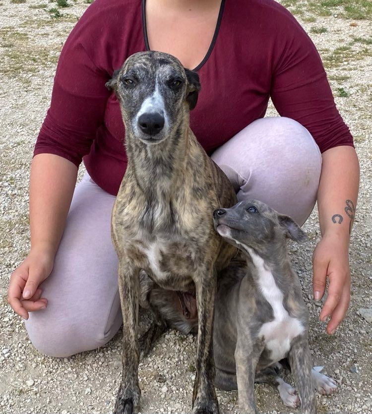 Accueil - Elevage Du Haras Eclair Horside'whip - eleveur de chiens Whippet